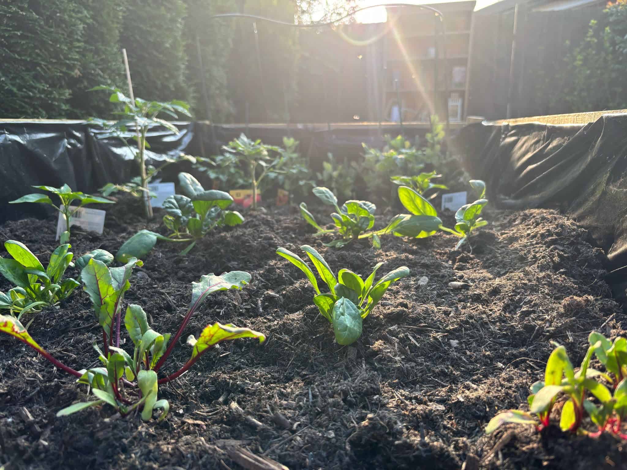 How to build DIY raised planters on a budget - you need to try this ...